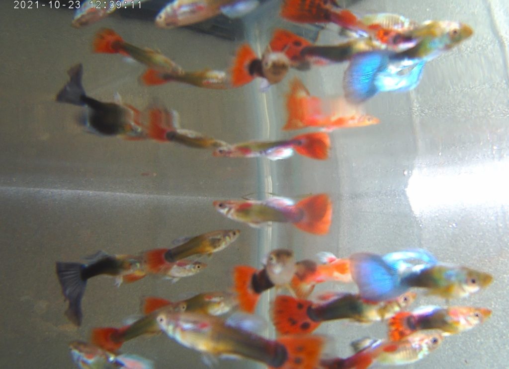 (6 GUPPIES by CUSTOMER REQUEST) 3 Male, 3 Female Juveniles (ONLY $11.95 ...