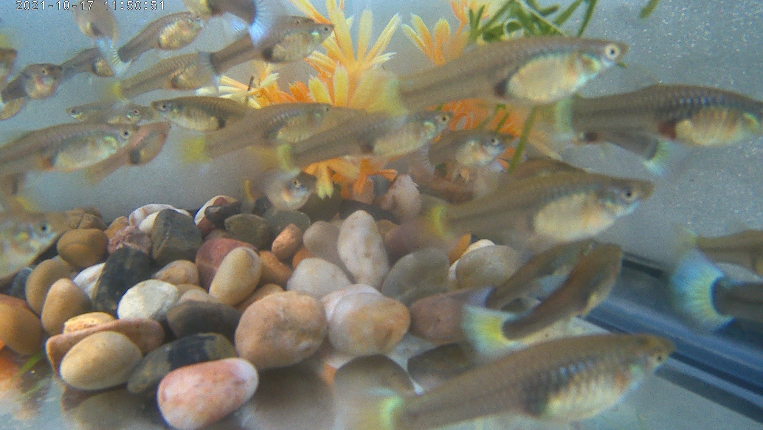 Like Big Ears on a Girl? (6 pack Lady Dumbos) DUMBO GUPPY BREEDER ...