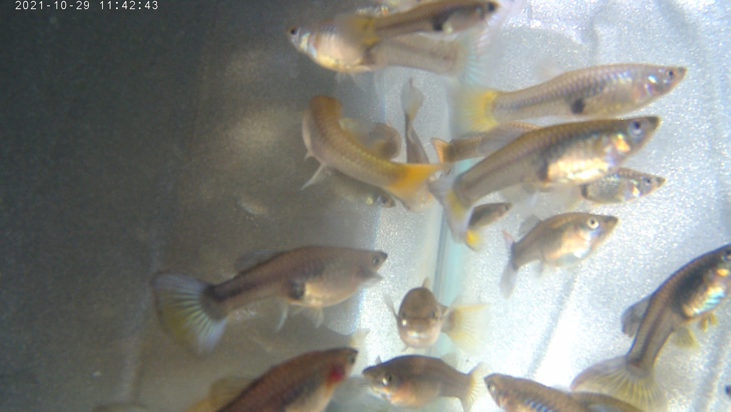 GRANDE GIRLS large lovely ladies, MOST ARE BRED Bigger then any Guppy ...