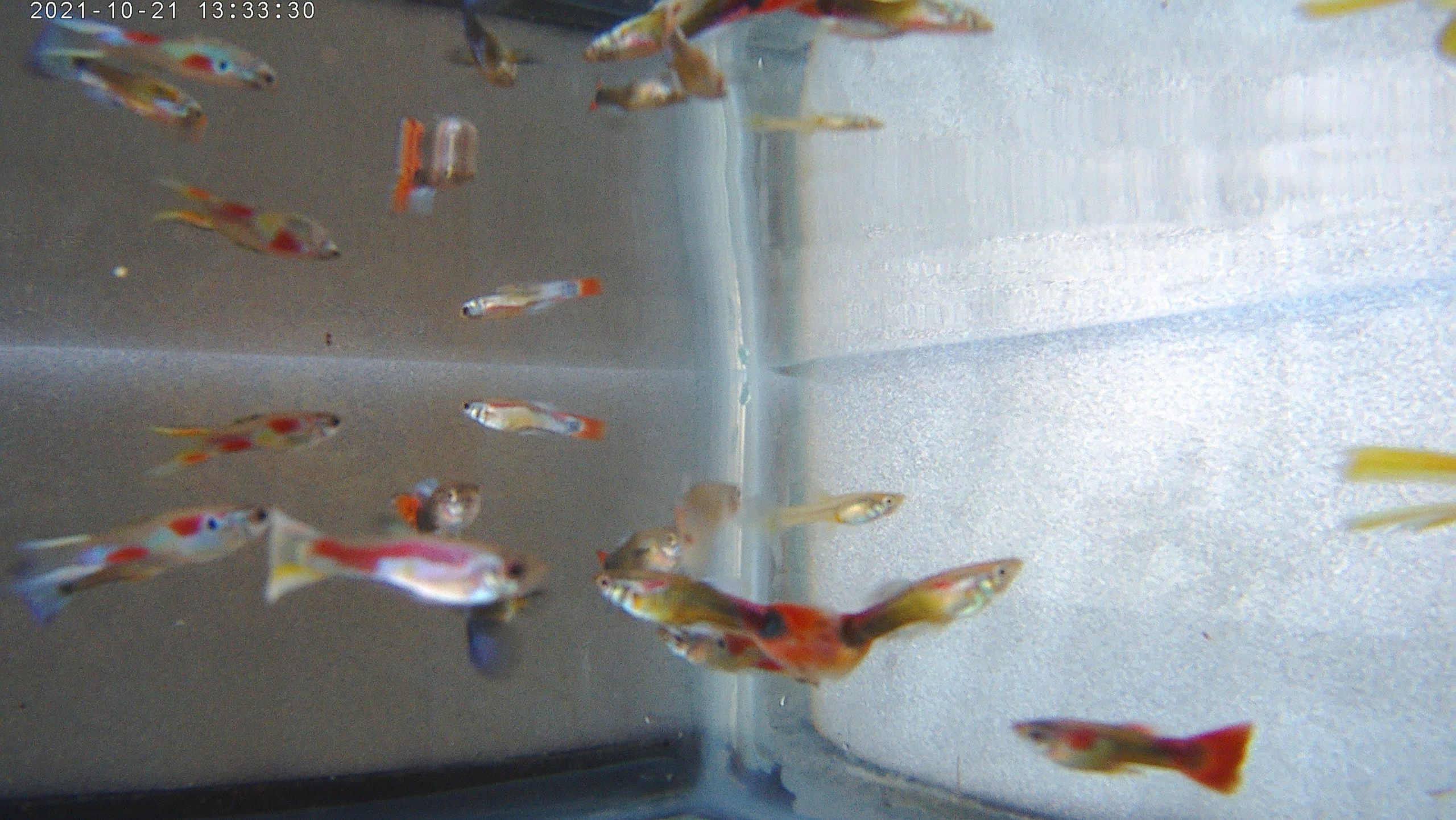 (6 GUPPIES by CUSTOMER REQUEST) 3 Male, 3 Female Juveniles (ONLY $11.95 ...