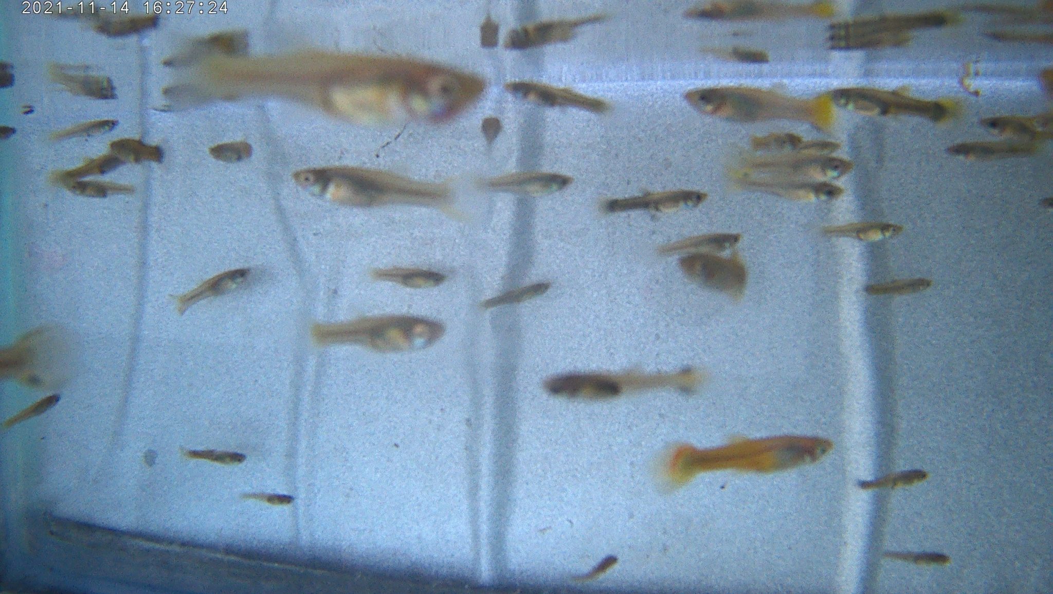 Tankful Guppy Farm Guppy Fry – Tankful Guppy Farm