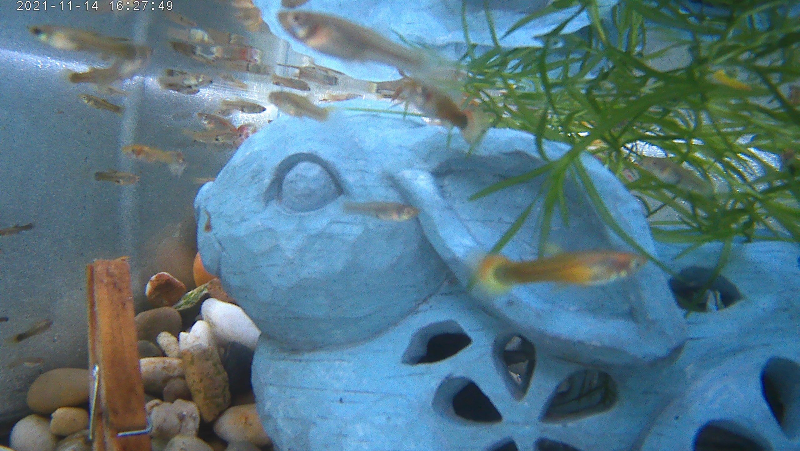 (20 Guppy Fry)Tankful Guppy Farm Mother Pond Beautiful Mutt Guppies ...