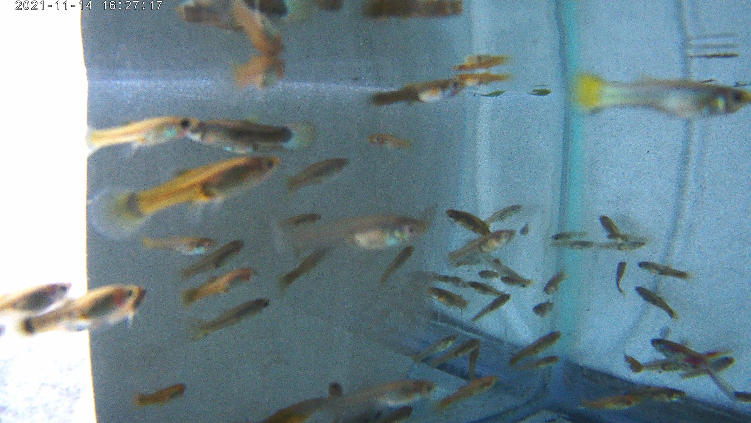 (20 Guppy Fry)Tankful Guppy Farm Mother Pond Beautiful Mutt Guppies ...