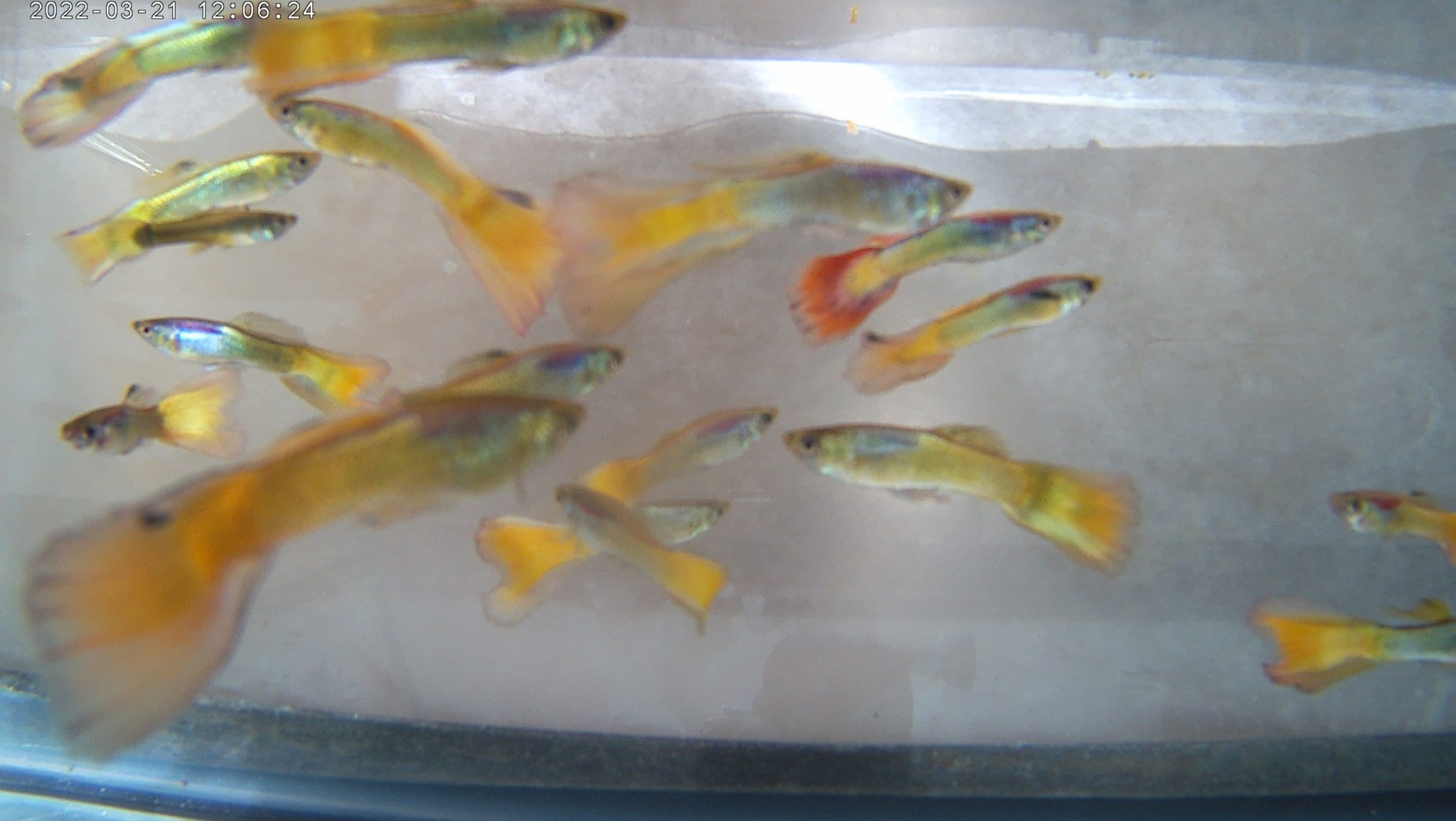YUK#100 Yellow/Sunburst Male Guppies – Tankful Guppy Farm