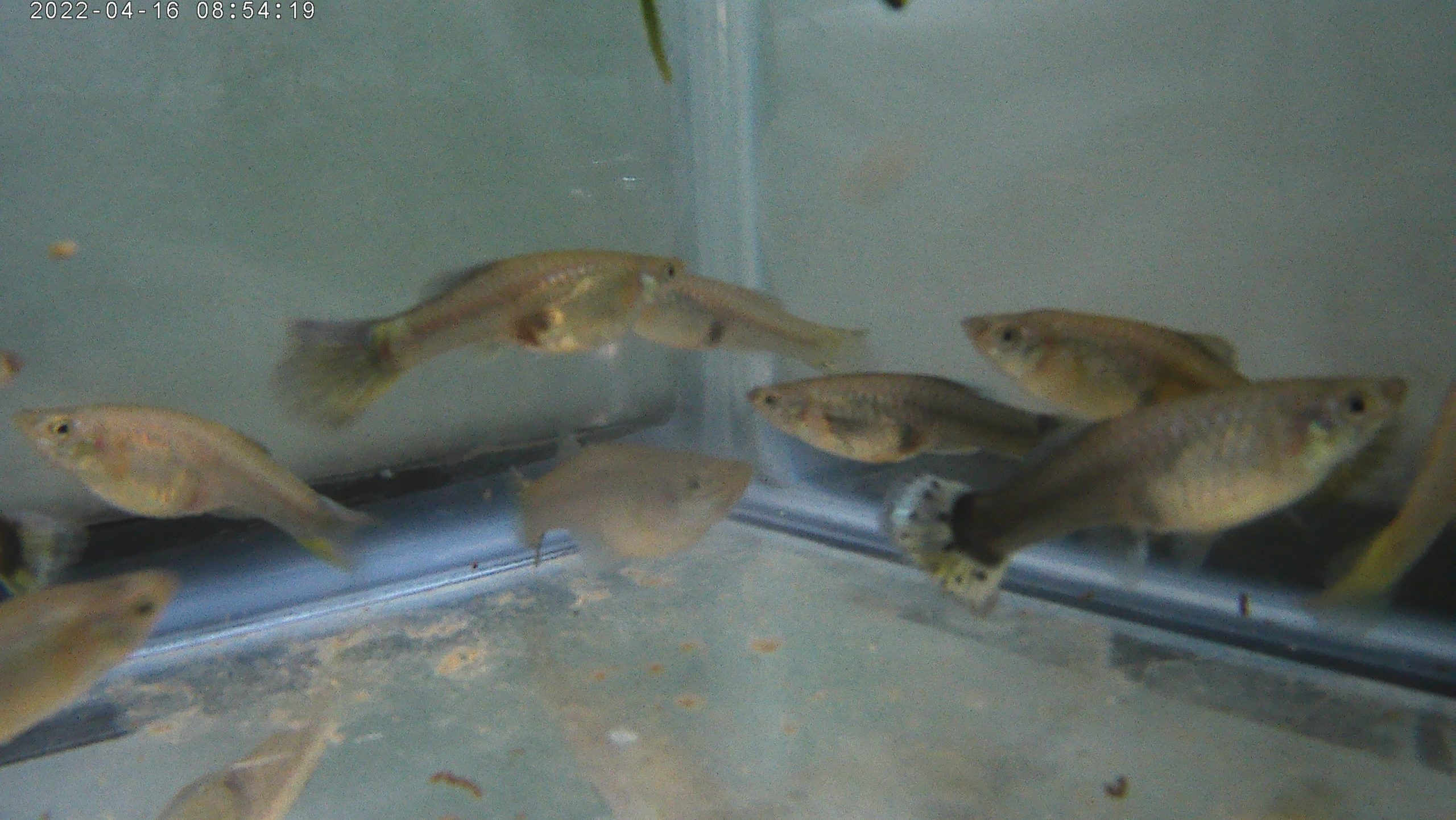 BIG LADY BREEDER 6 PACK You get (6) MP#013 Breeder size Female Guppies ...