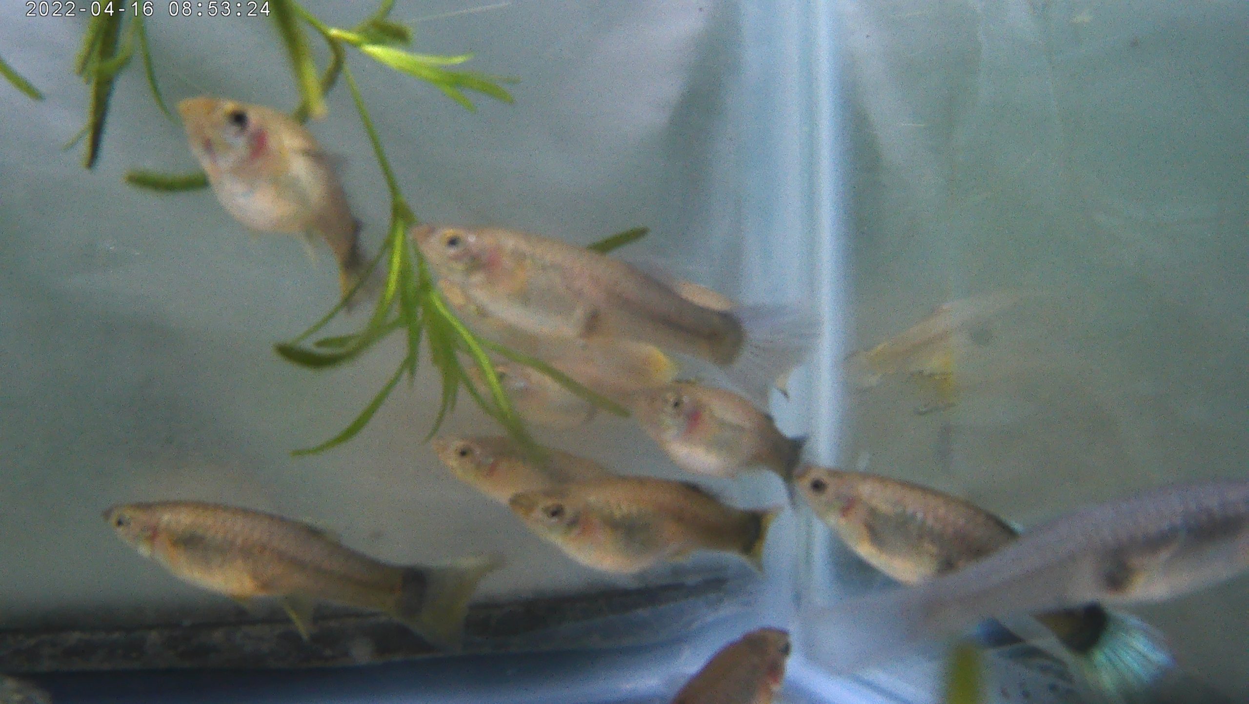 BIG LADY BREEDER 6 PACK You get (6) MP#013 Breeder size Female Guppies ...