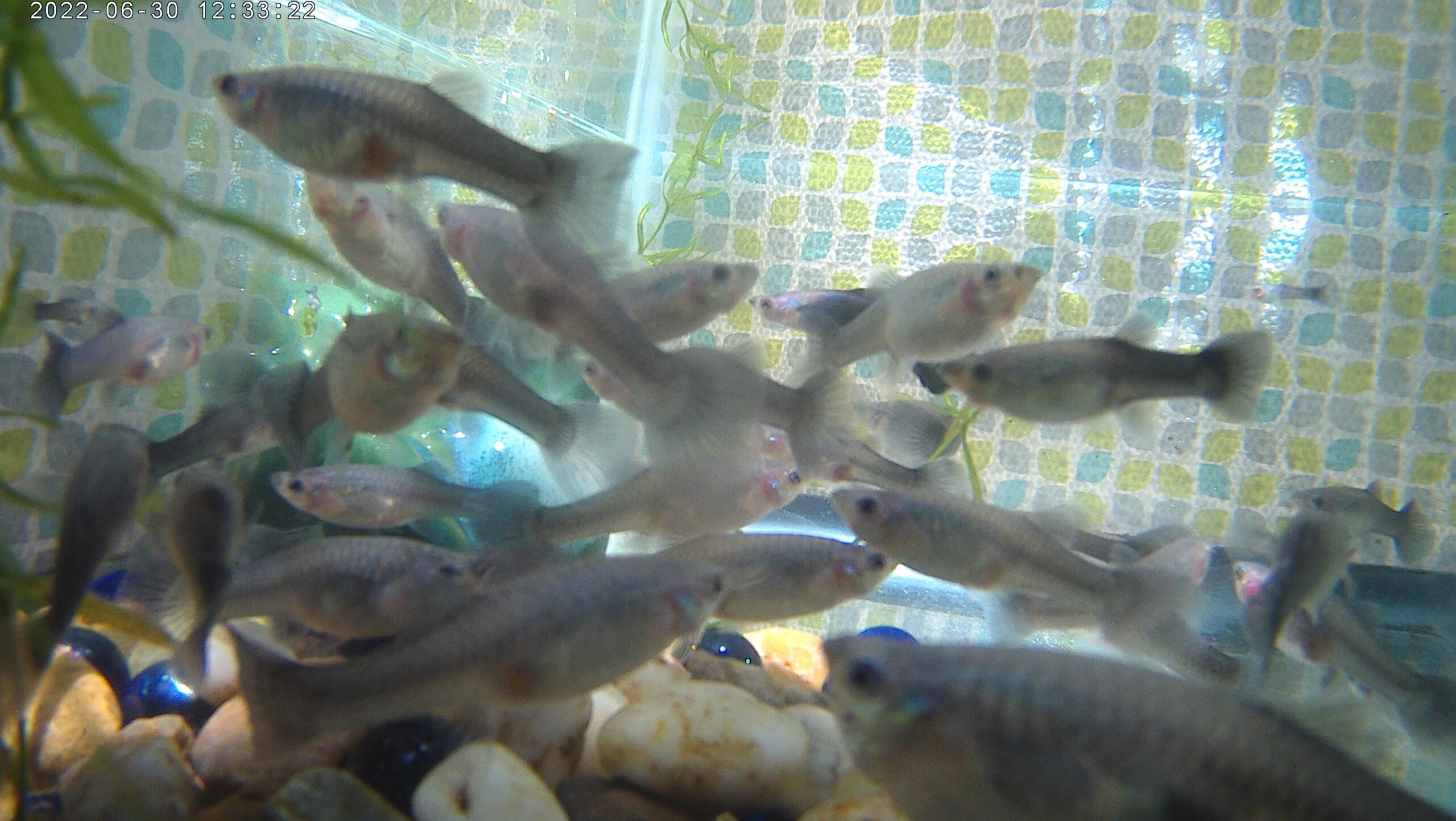 (CFB#200) Clouded Female Breeder Guppies – Tankful Guppy Farm