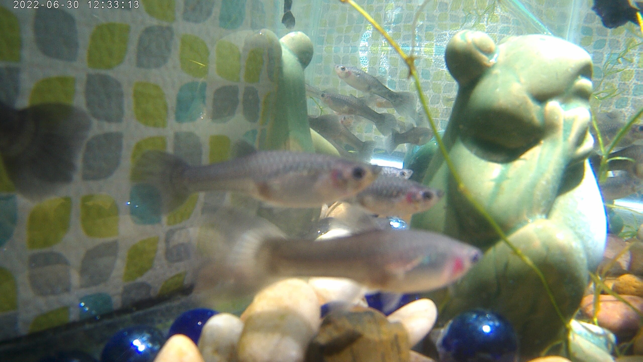 (CFB#200) Clouded Female Breeder Guppies – Tankful Guppy Farm