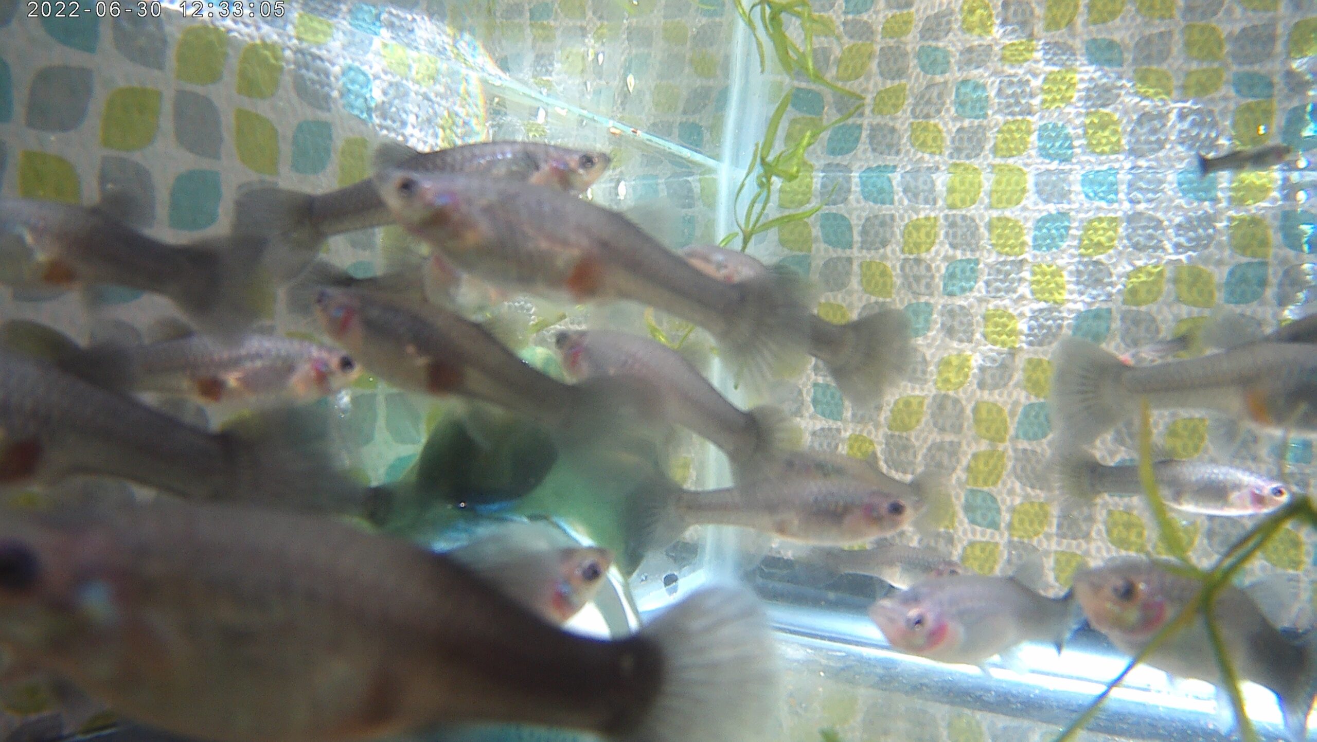 (CFB#200) Clouded Female Breeder Guppies – Tankful Guppy Farm