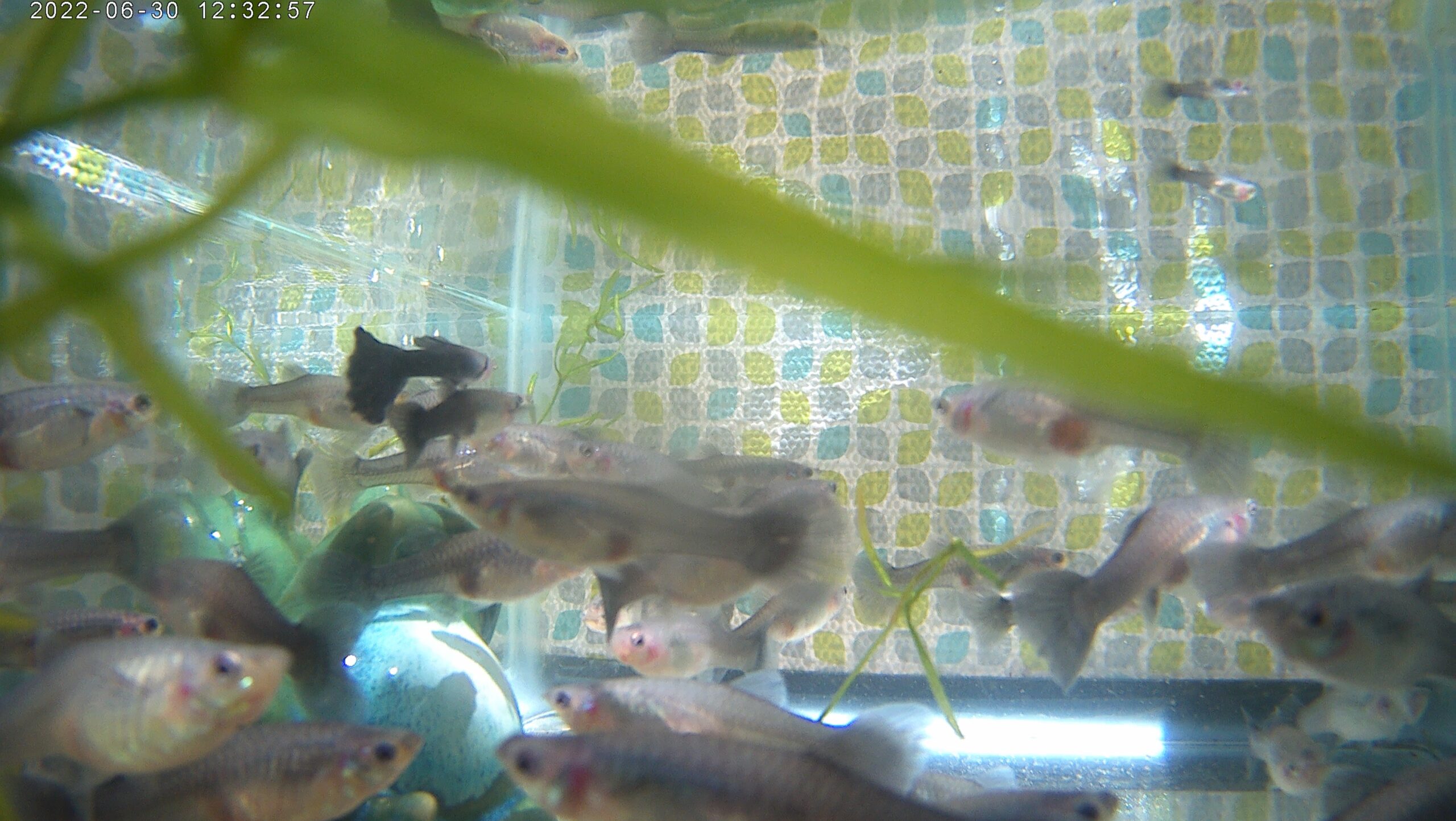 (CFB#200) Clouded Female Breeder Guppies – Tankful Guppy Farm