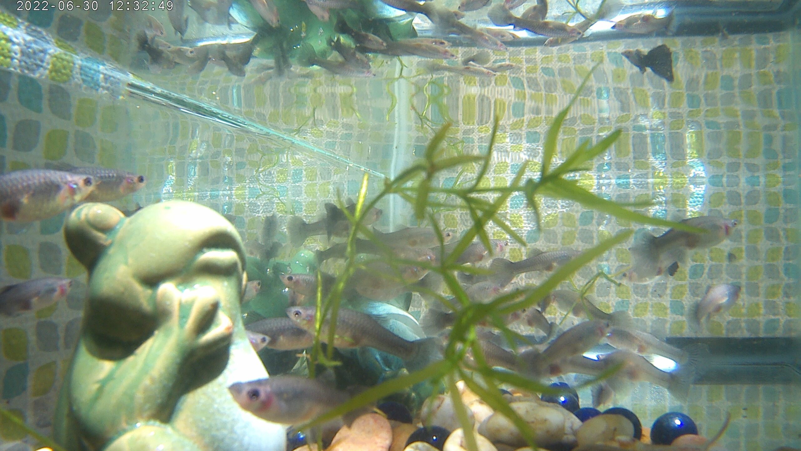 (CFB#200) Clouded Female Breeder Guppies – Tankful Guppy Farm