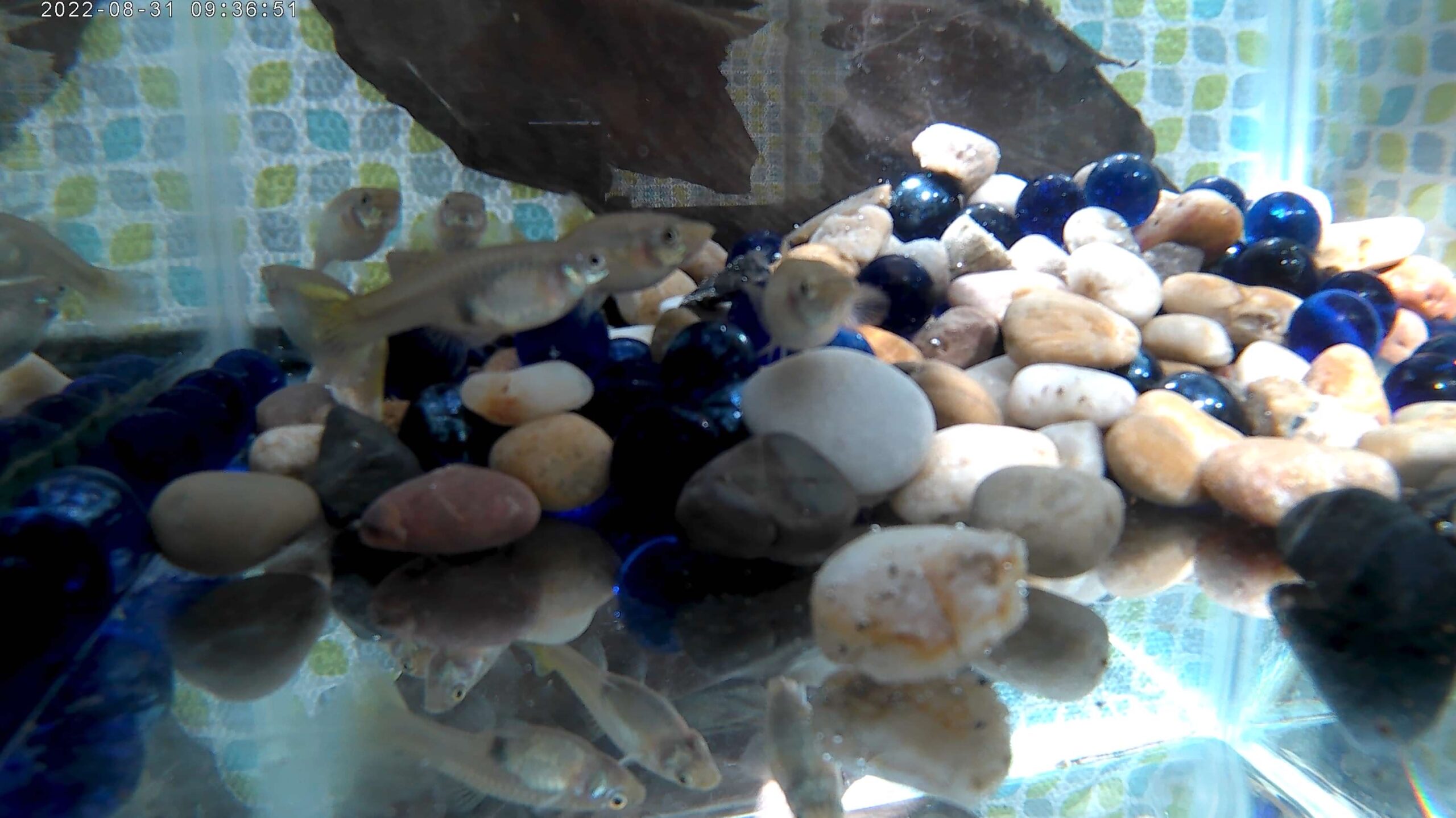 Very Large Breeder Dumbo Female Guppies – Tankful Guppy Farm