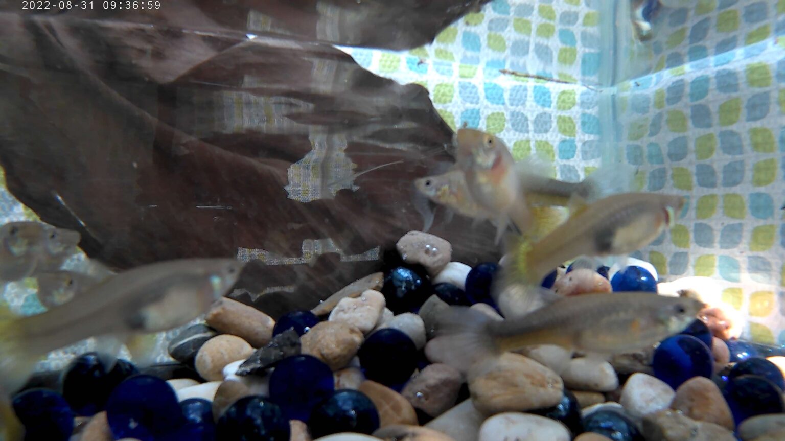 Very Large Breeder Dumbo Female Guppies – Tankful Guppy Farm
