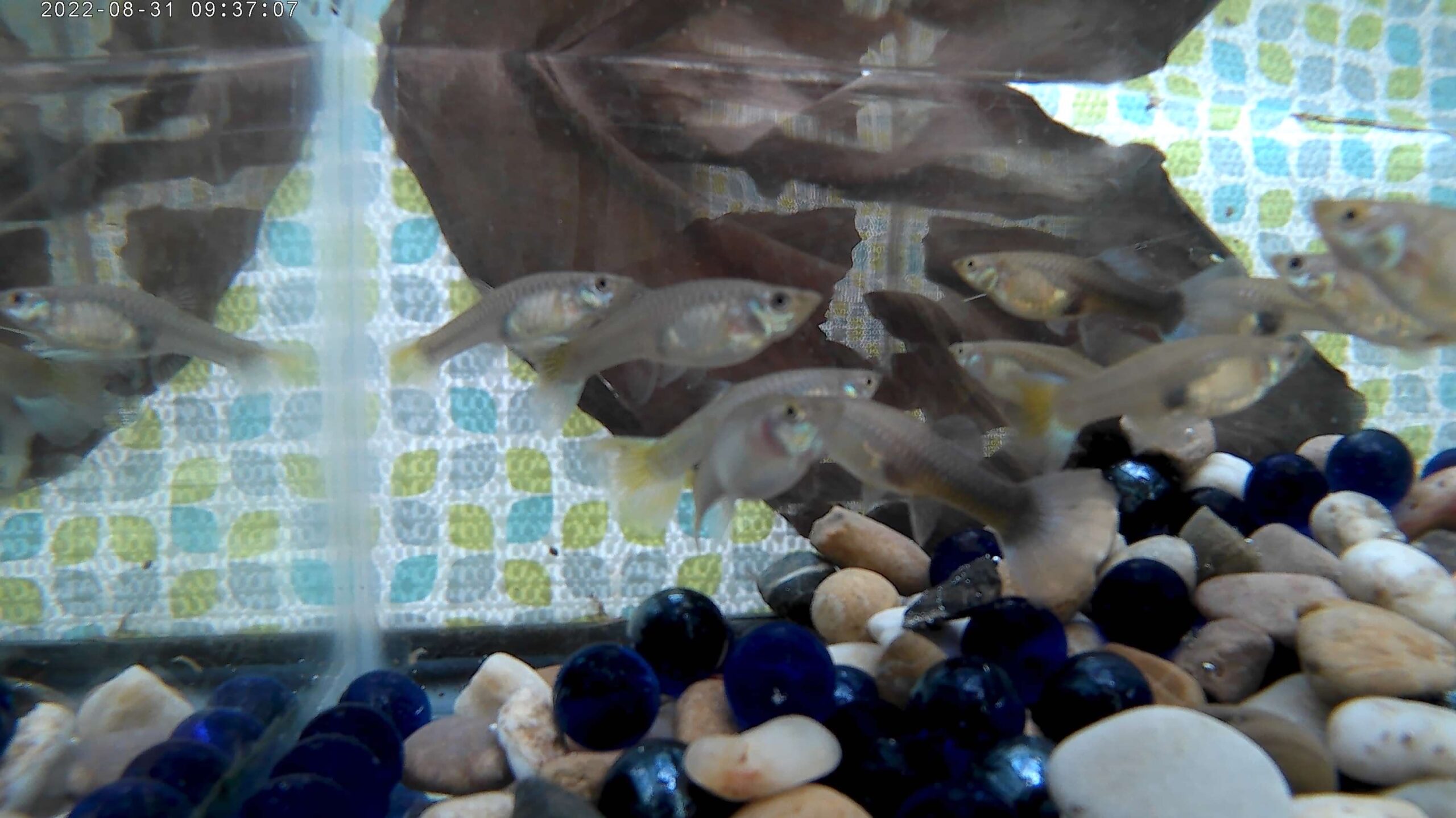 Very Large Breeder Dumbo Female Guppies – Tankful Guppy Farm