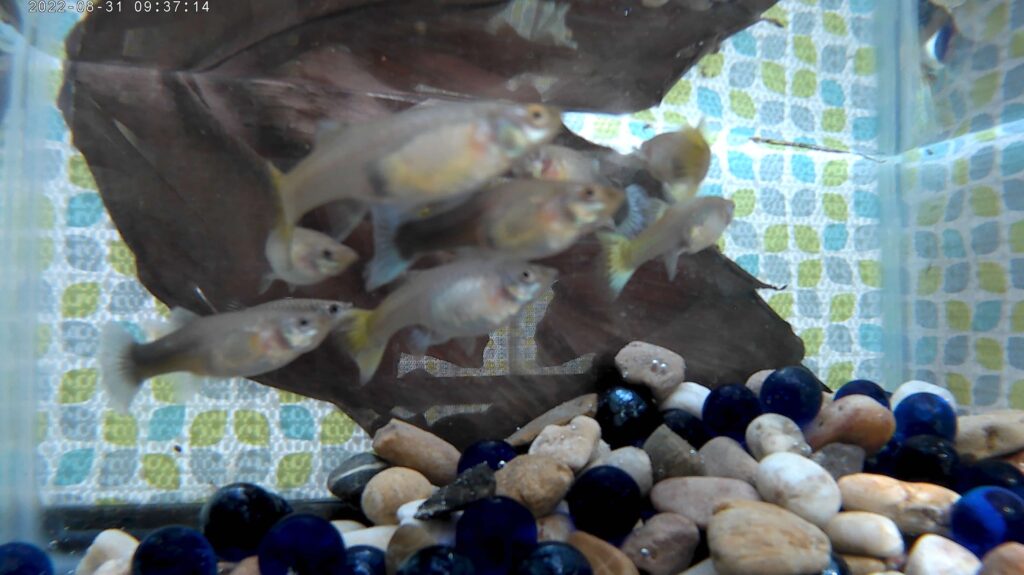 Very Large Breeder Dumbo Female Guppies – Tankful Guppy Farm