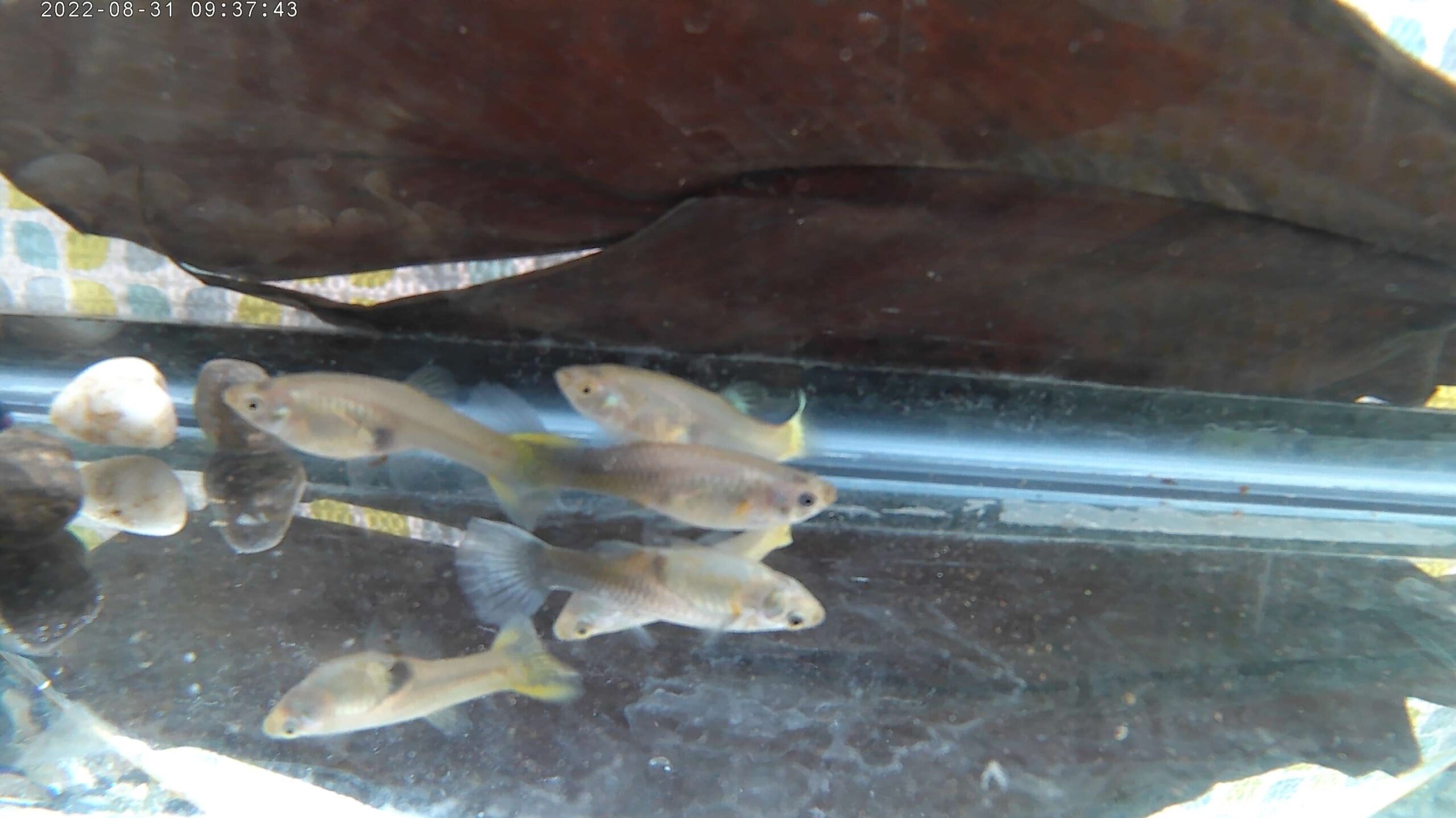 Very Large Breeder Dumbo Female Guppies – Tankful Guppy Farm