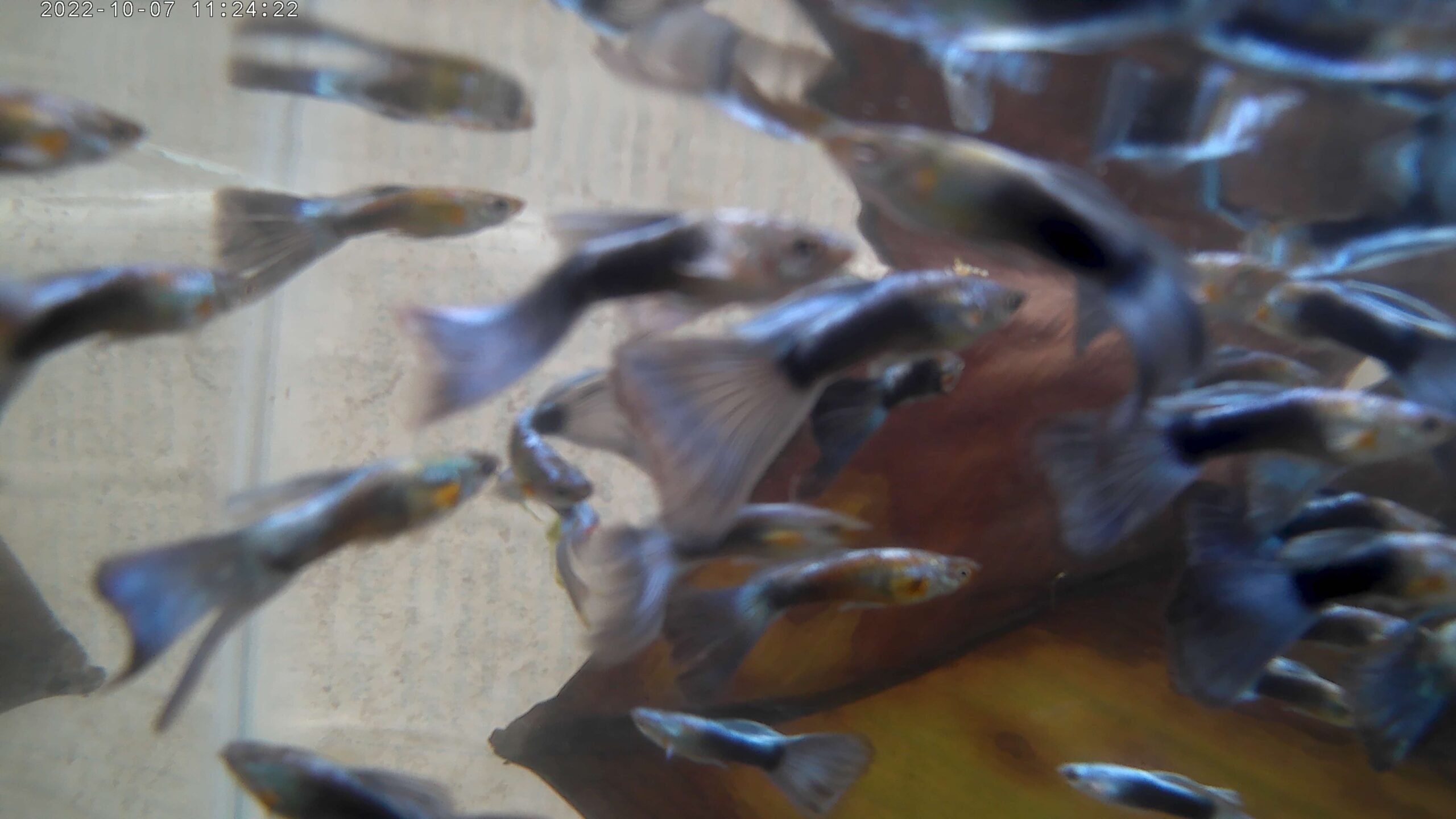 6 Pack GUPPIES (BMM# 100) Blue Metallic Marble Males SUPER COOL BLUE ...