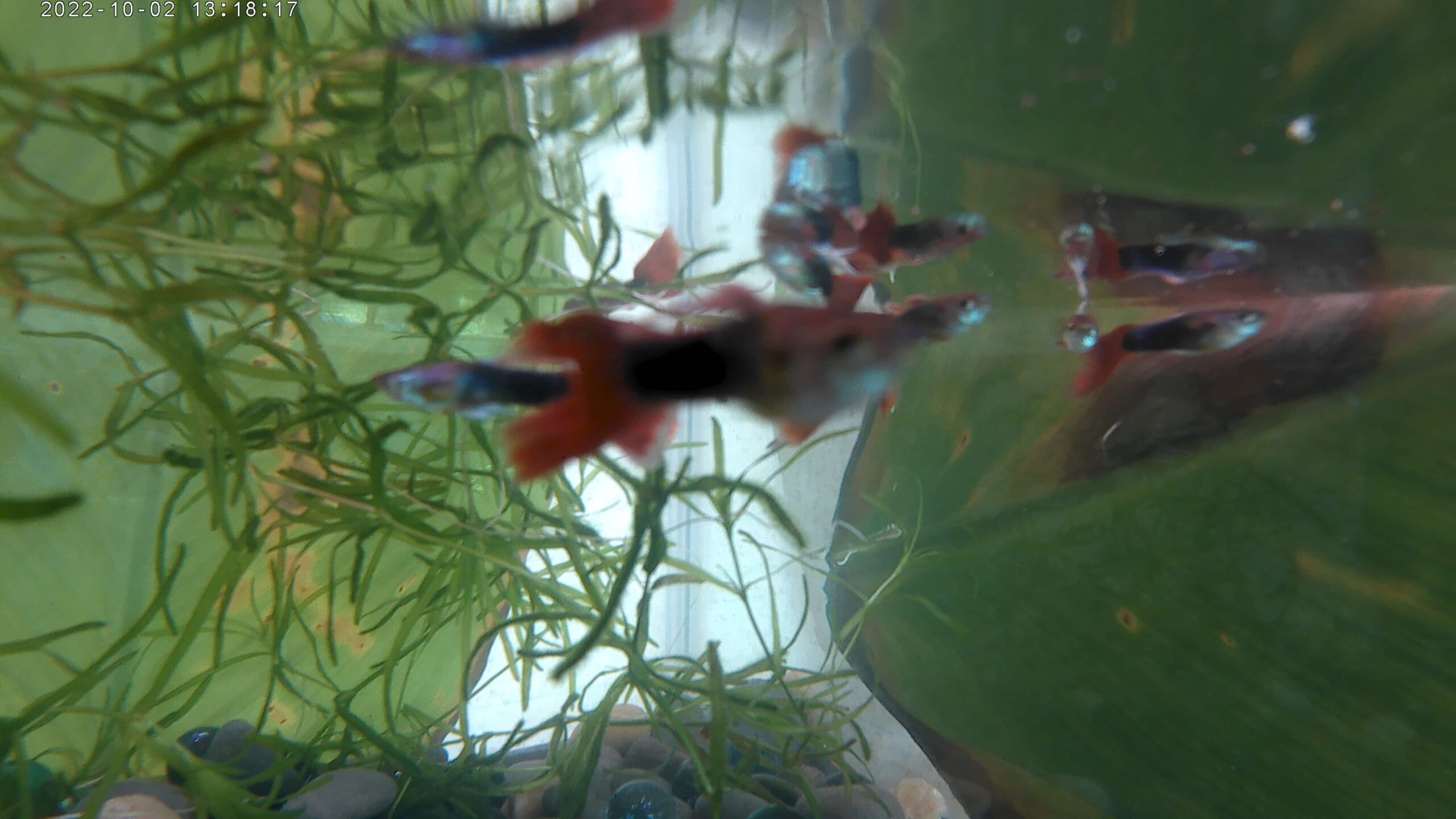 20 for $20 (MMD#100) Multi Colored Metallic Marbled Male Dumbo Guppies ...