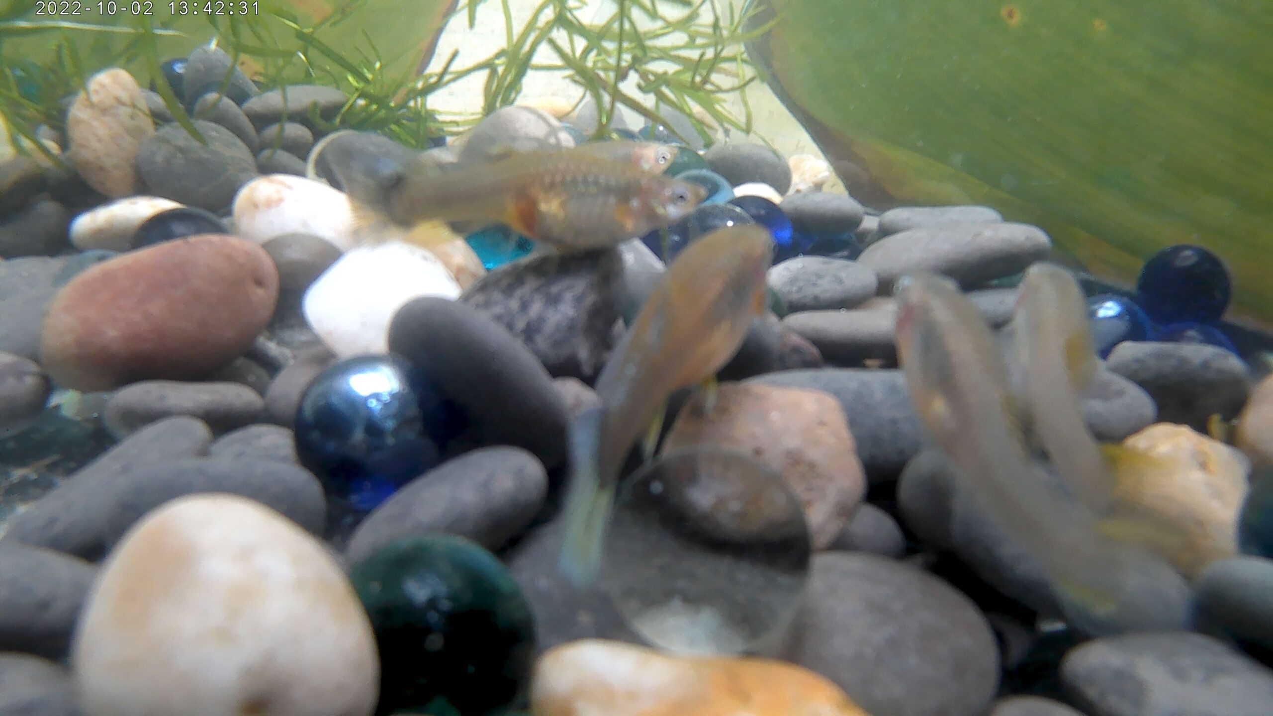 6 Pack (MP#013) Asst. Breeder Female Guppies (All Bred and Well Fed) 6 ...