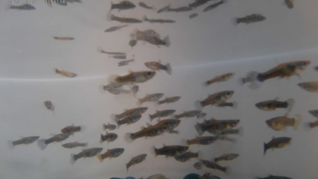 DBO#020 Juvenile Female Dumbo Guppies – Tankful Guppy Farm