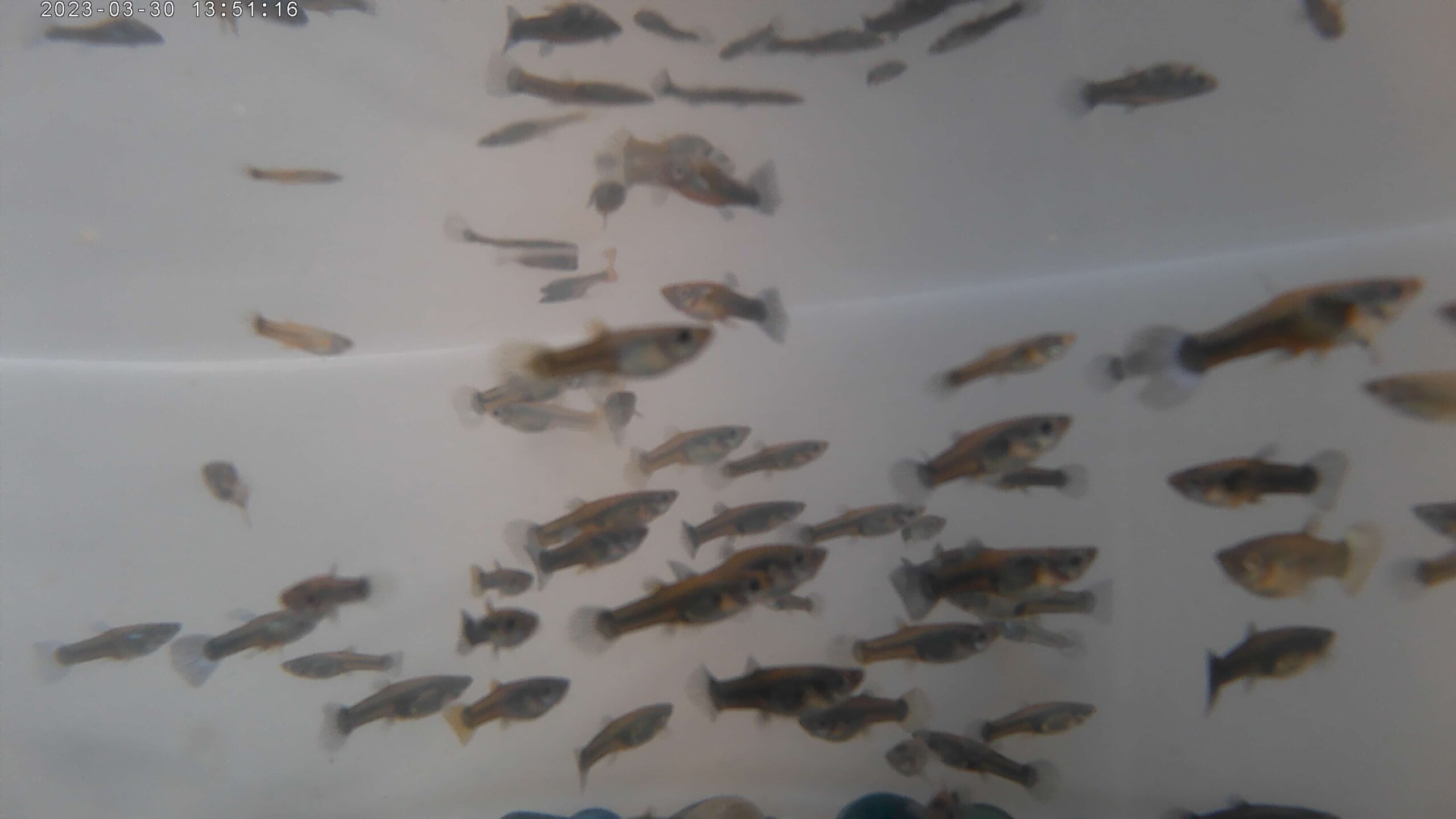 DBO#020 Juvenile Female Dumbo Guppies – Tankful Guppy Farm