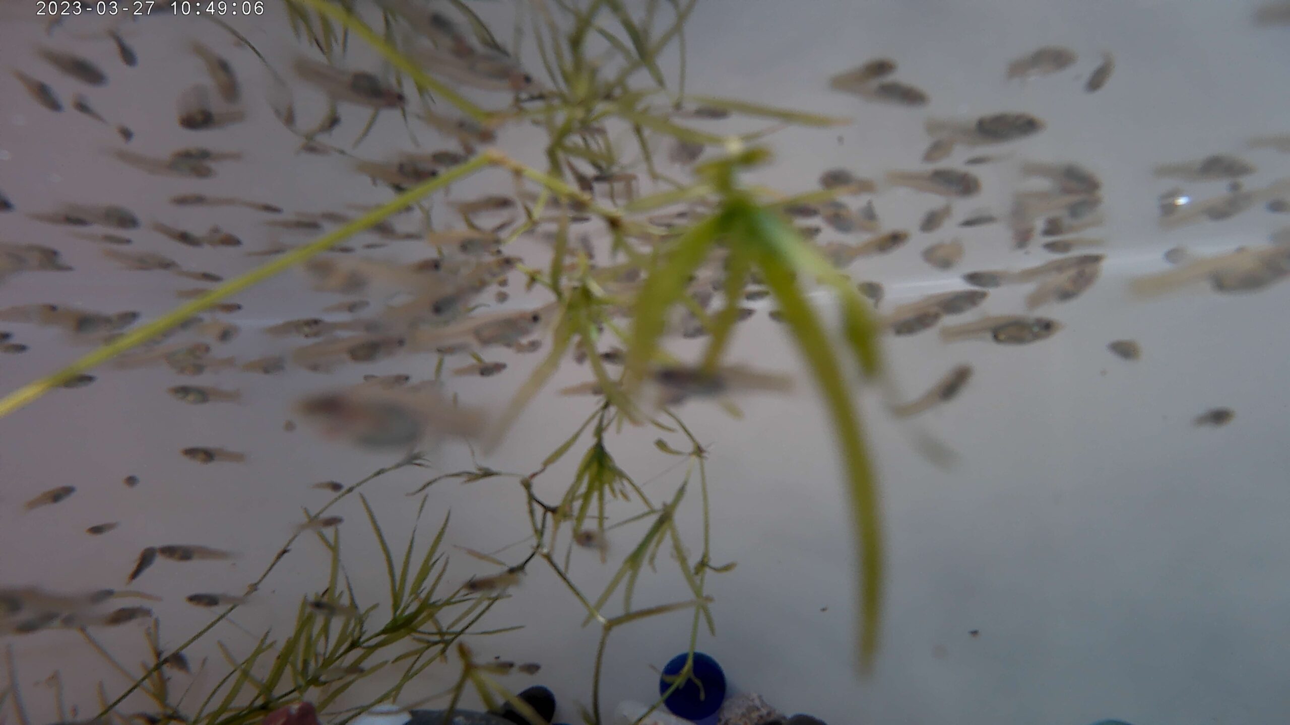 (20 Snakeskin Fry)Tankful Guppy Farm Snakeskin Guppies (Babies ...