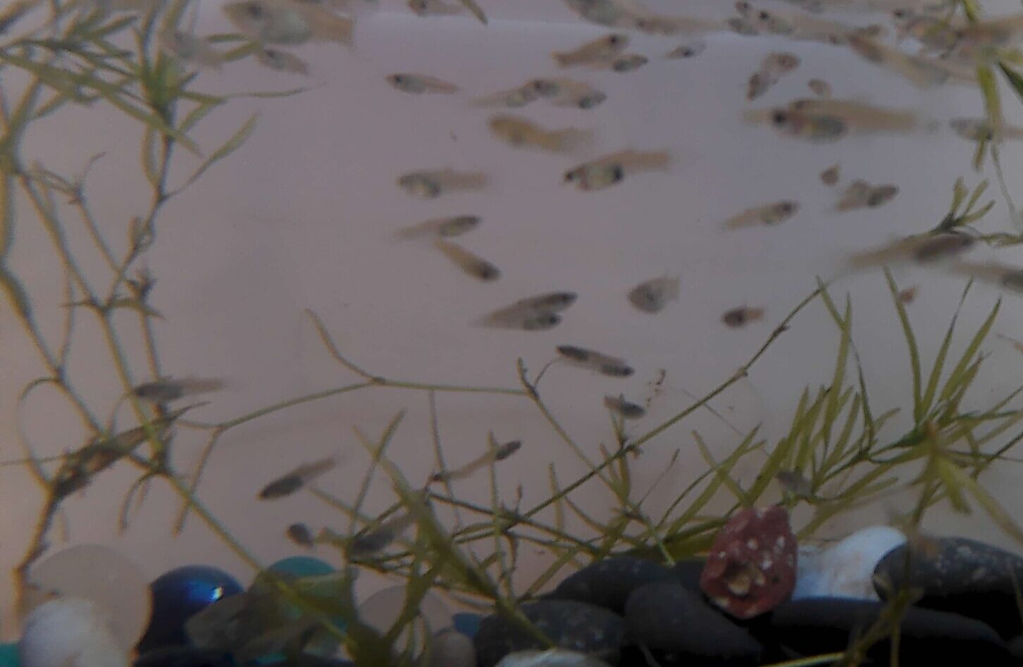 (20 Snakeskin Fry)Tankful Guppy Farm Snakeskin Guppies (Babies ...