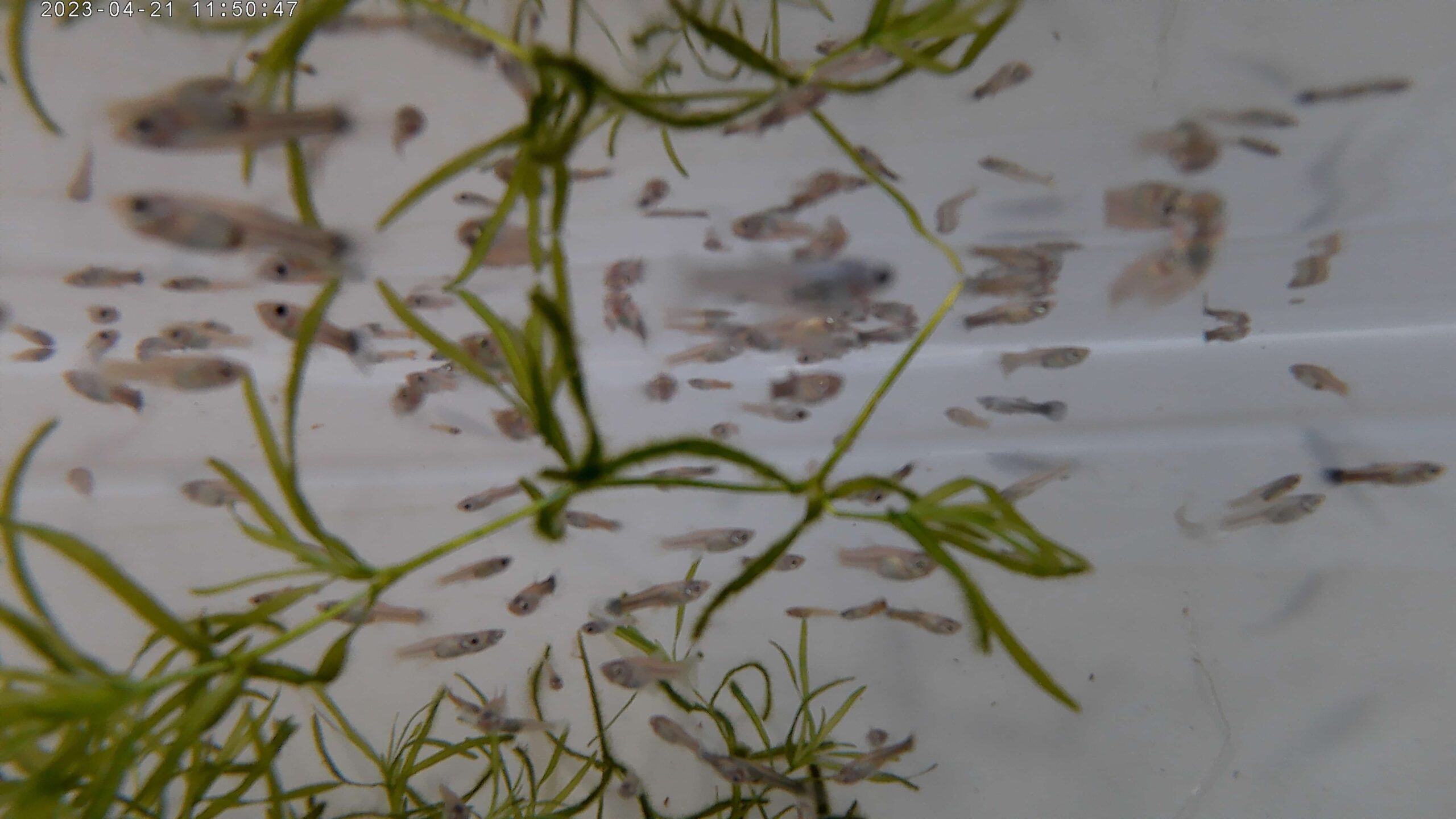 20 Dumbo Guppy Fry – Tankful Guppy Farm
