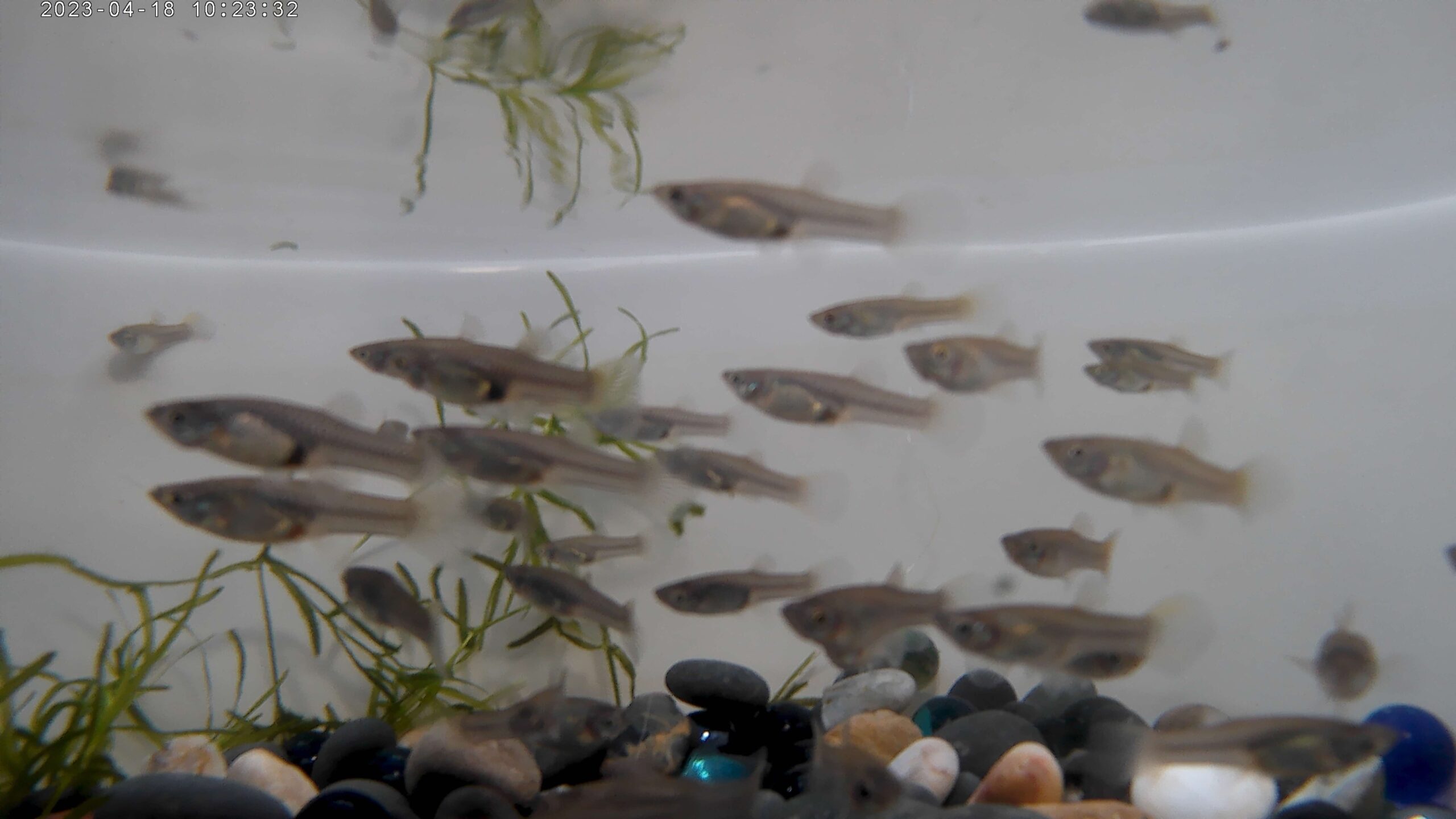 ST#020 SWALLOWTAIL Juvenile Female Guppies Young SWALLOWTAIL Female ...