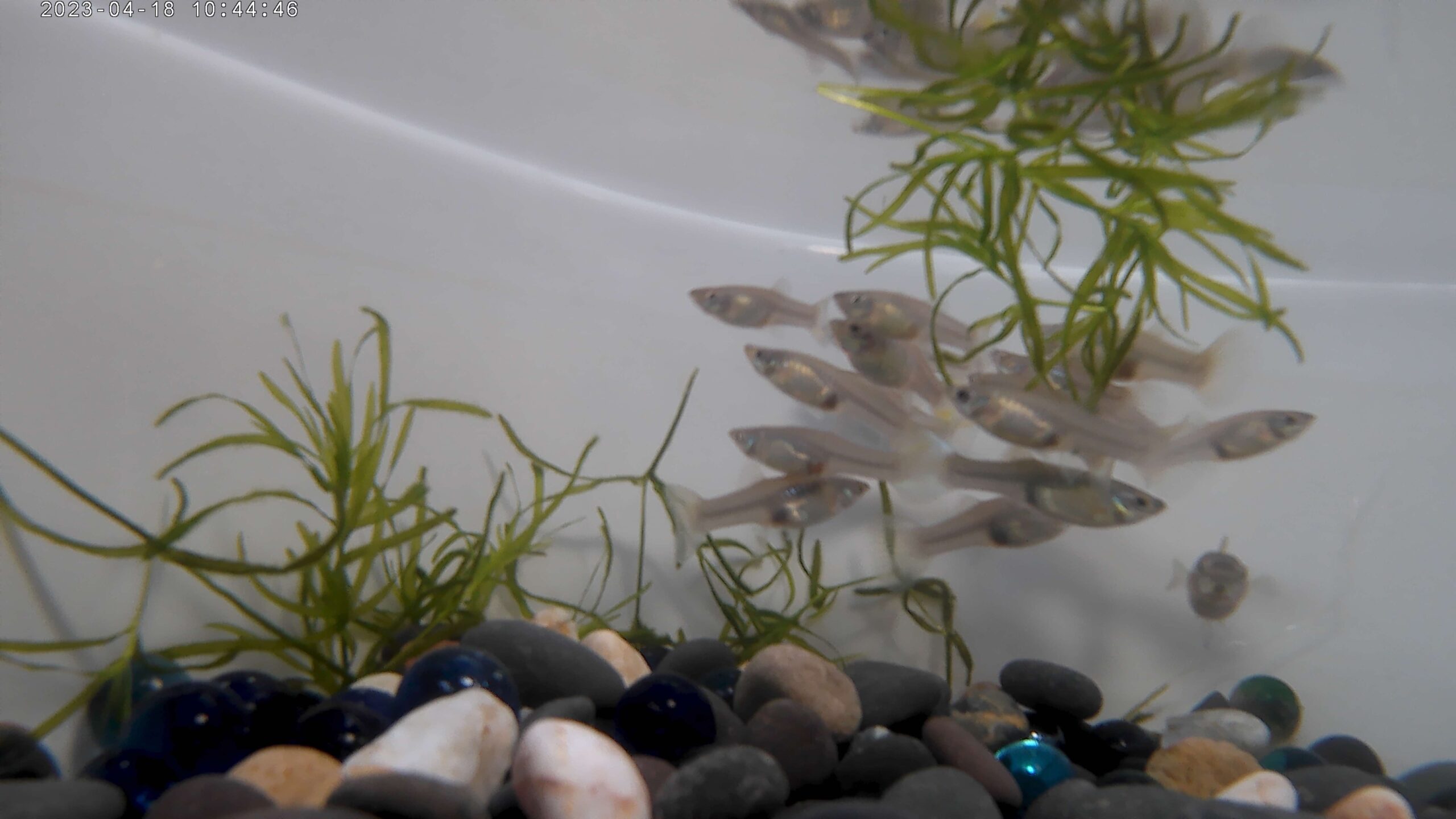 ST#200 SWALLOWTAIL BREEDER FEMALE GUPPIES Large Breeder Female Guppies ...