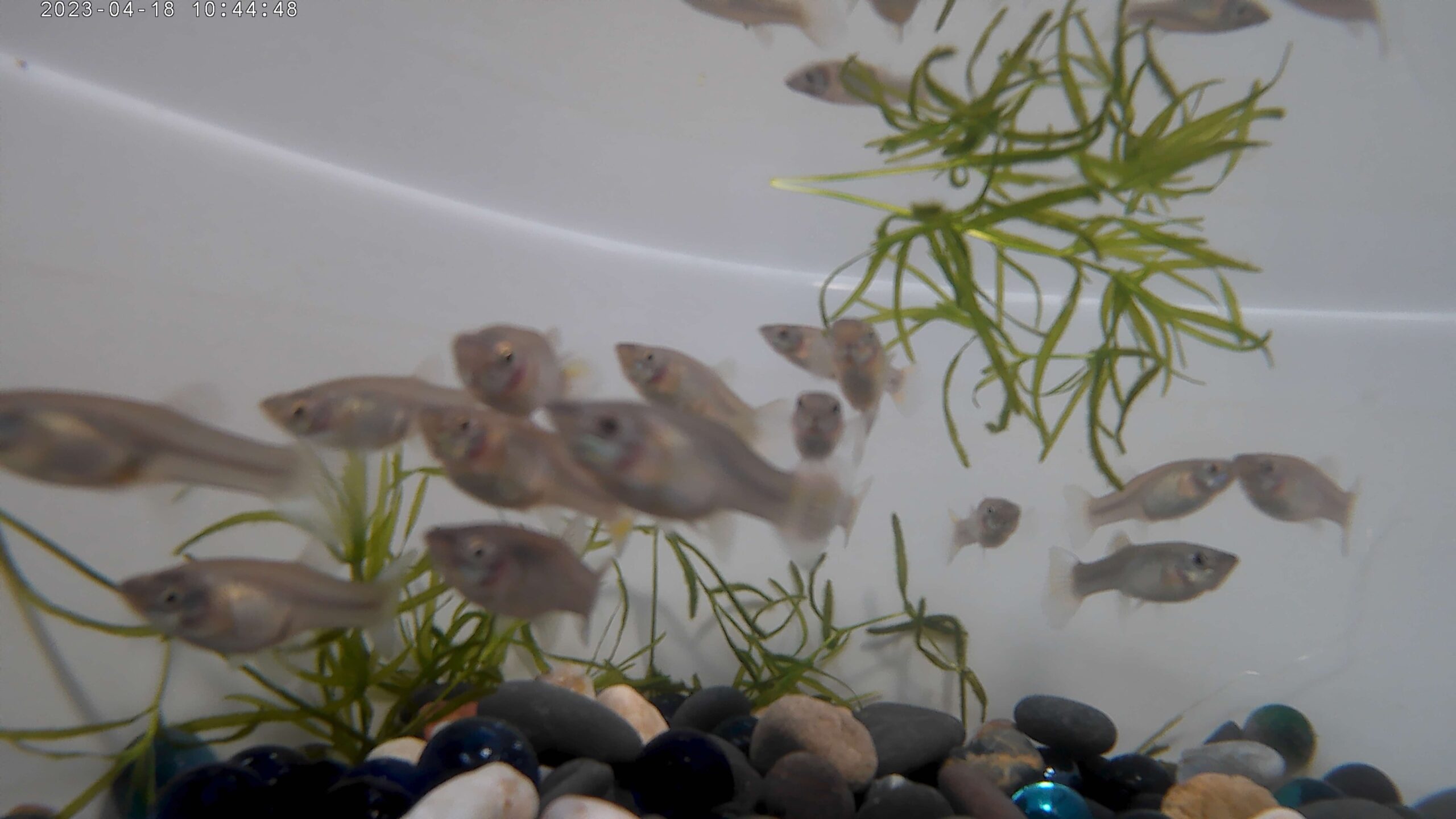 ST#200 SWALLOWTAIL BREEDER FEMALE GUPPIES Large Breeder Female Guppies ...