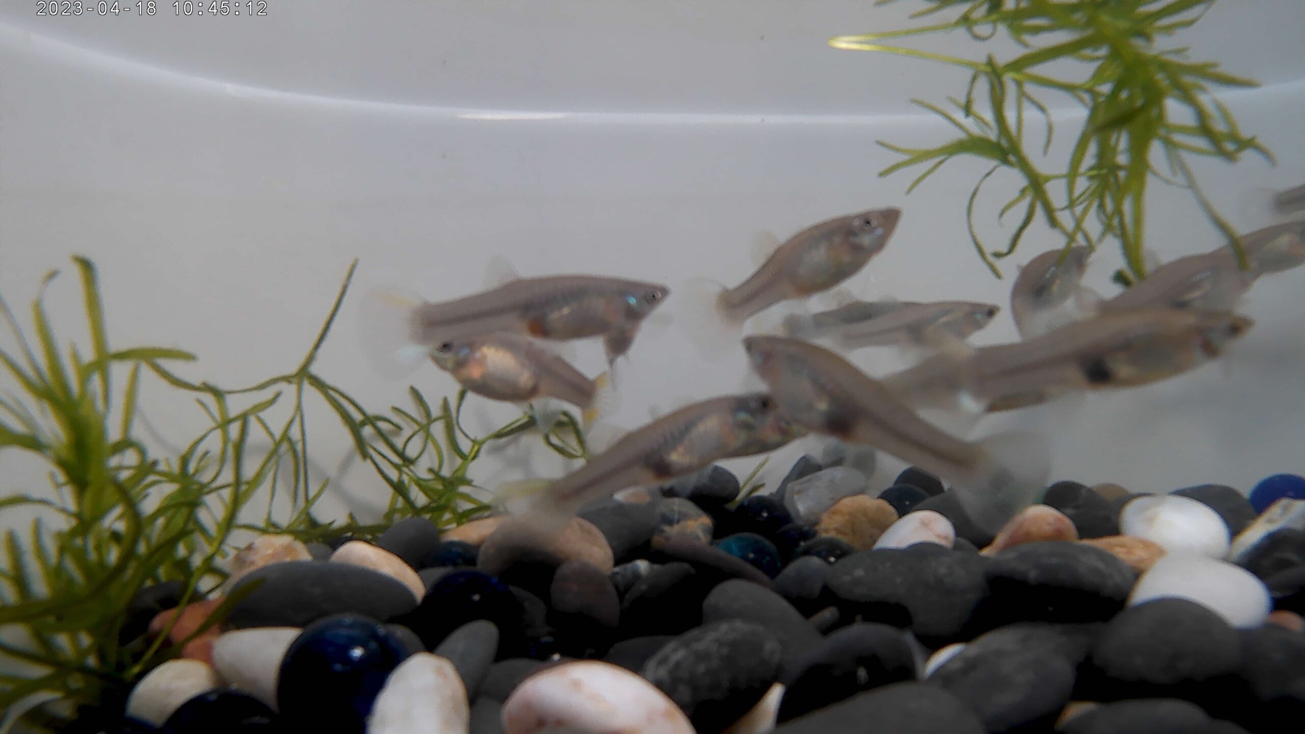 ST#200 SWALLOWTAIL BREEDER FEMALE GUPPIES Large Breeder Female Guppies ...