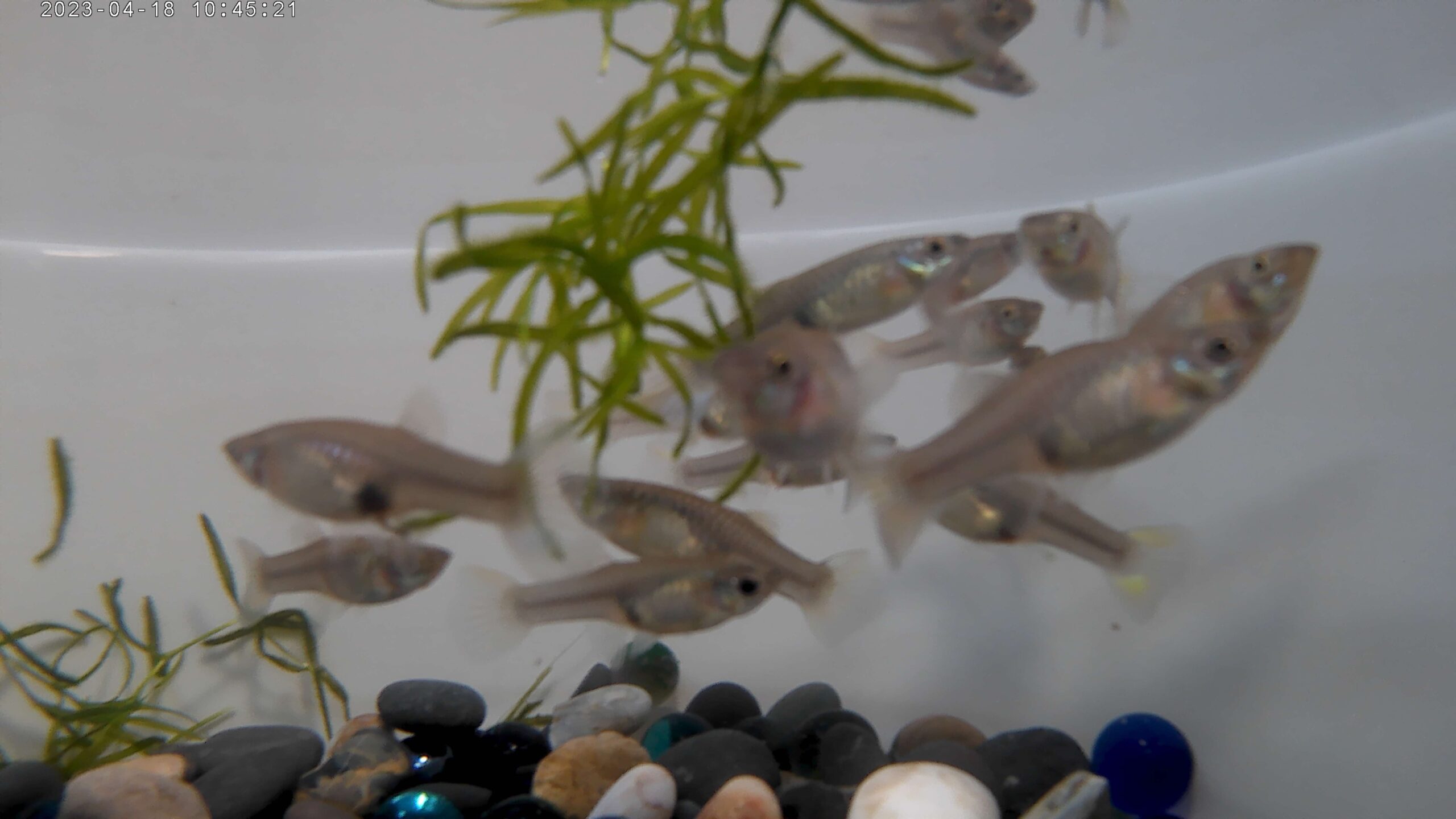 ST#200 SWALLOWTAIL BREEDER FEMALE GUPPIES Large Breeder Female Guppies ...